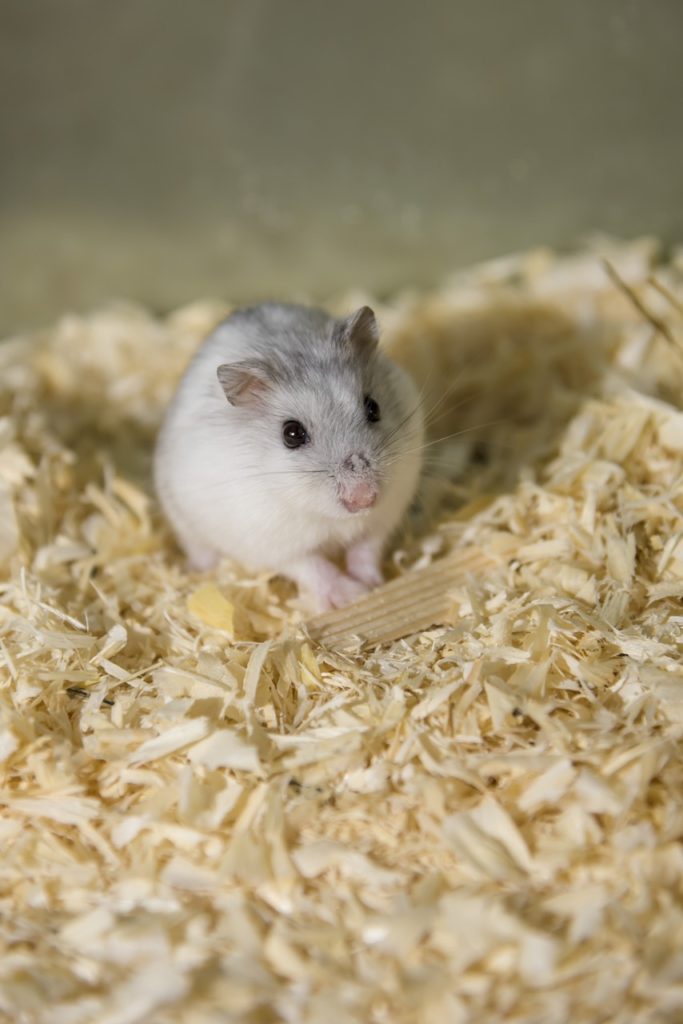 Le hamster nain de Dzougarie et son élevage comme animal de compagnie ...