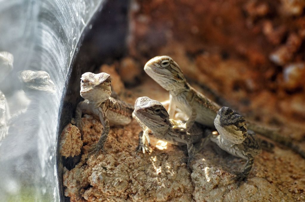 Les dragons barbus (Pogona vitticeps) et leur élevage en terrarium ...